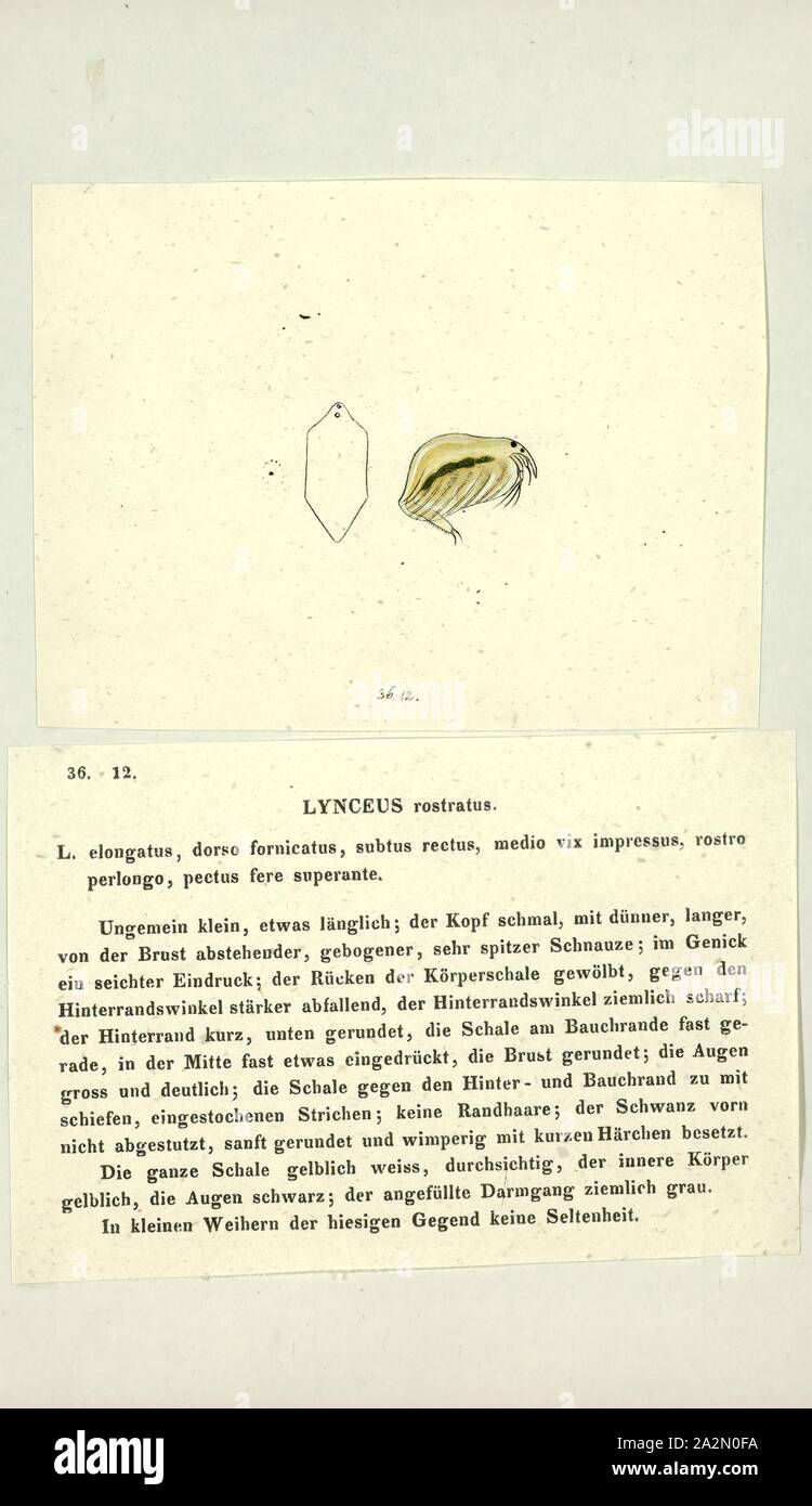 Lynceus rostratus hi-res stock photography and images - Alamy