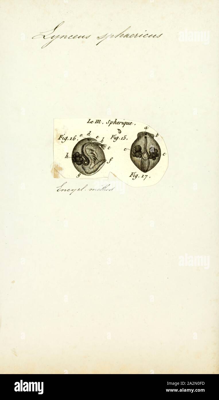 Lynceus sphaericus, Print Stock Photo - Alamy