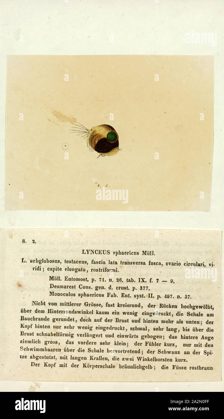 Lynceus sphaericus, Print Stock Photo - Alamy