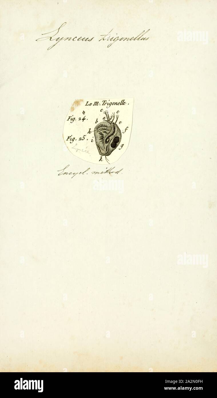 Lynceus trigonellus hi-res stock photography and images - Alamy