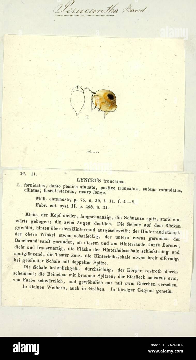 Lynceus High Resolution Stock Photography and Images - Alamy