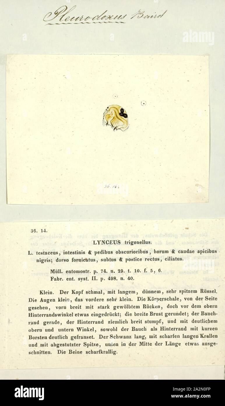 Lynceus trigonellus hi-res stock photography and images - Alamy