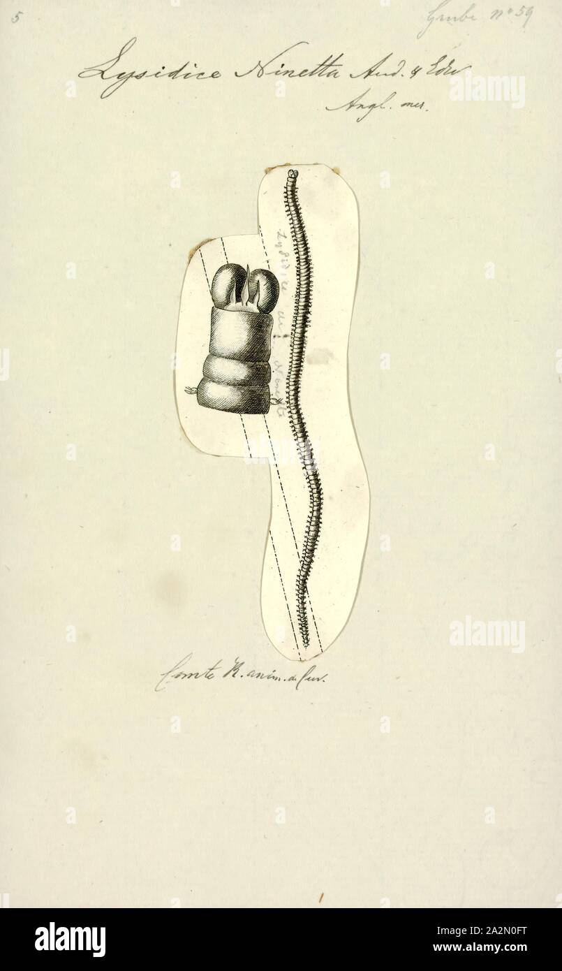 Lysidice ninetta hi-res stock photography and images - Alamy