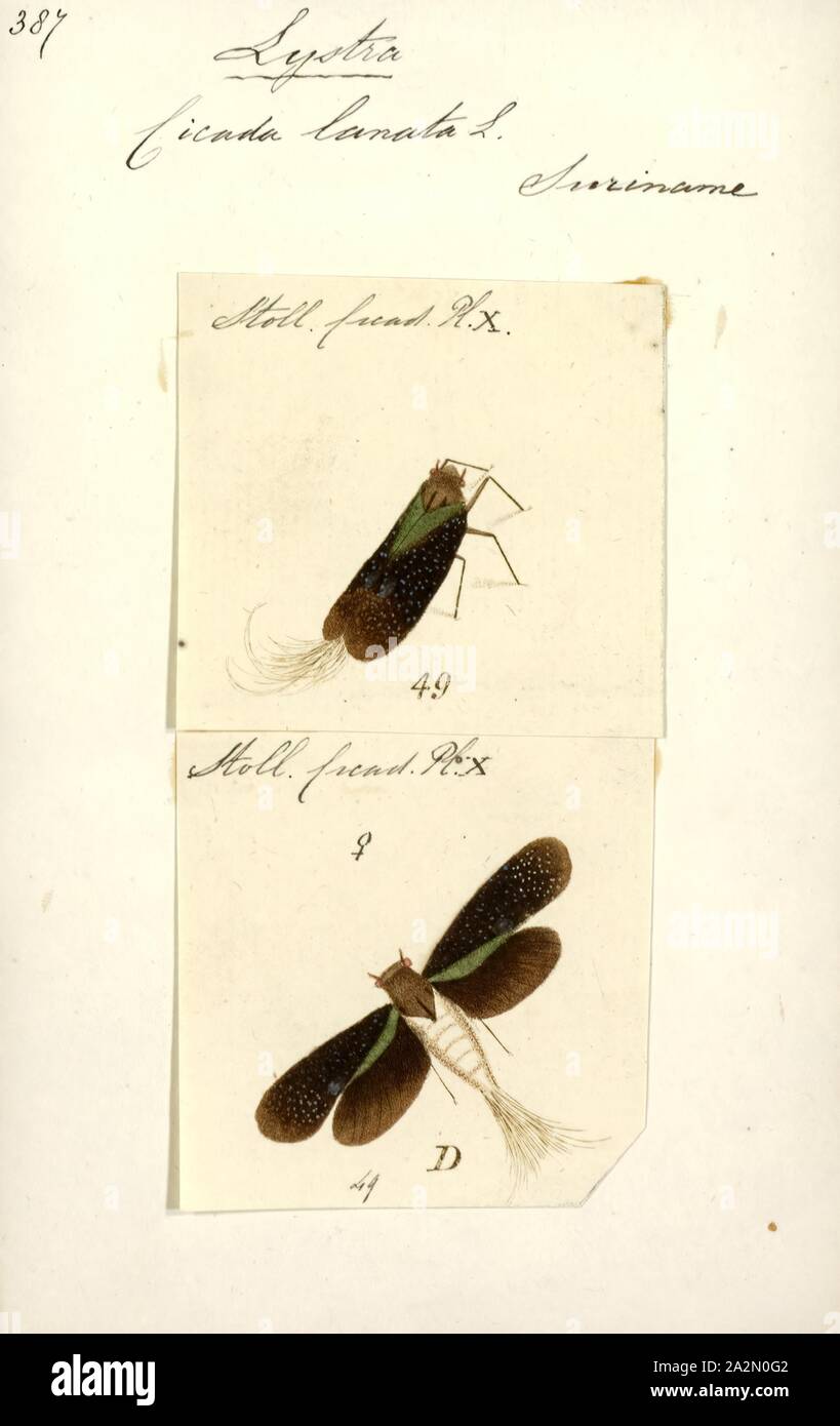 Lystra hi-res stock photography and images - Alamy