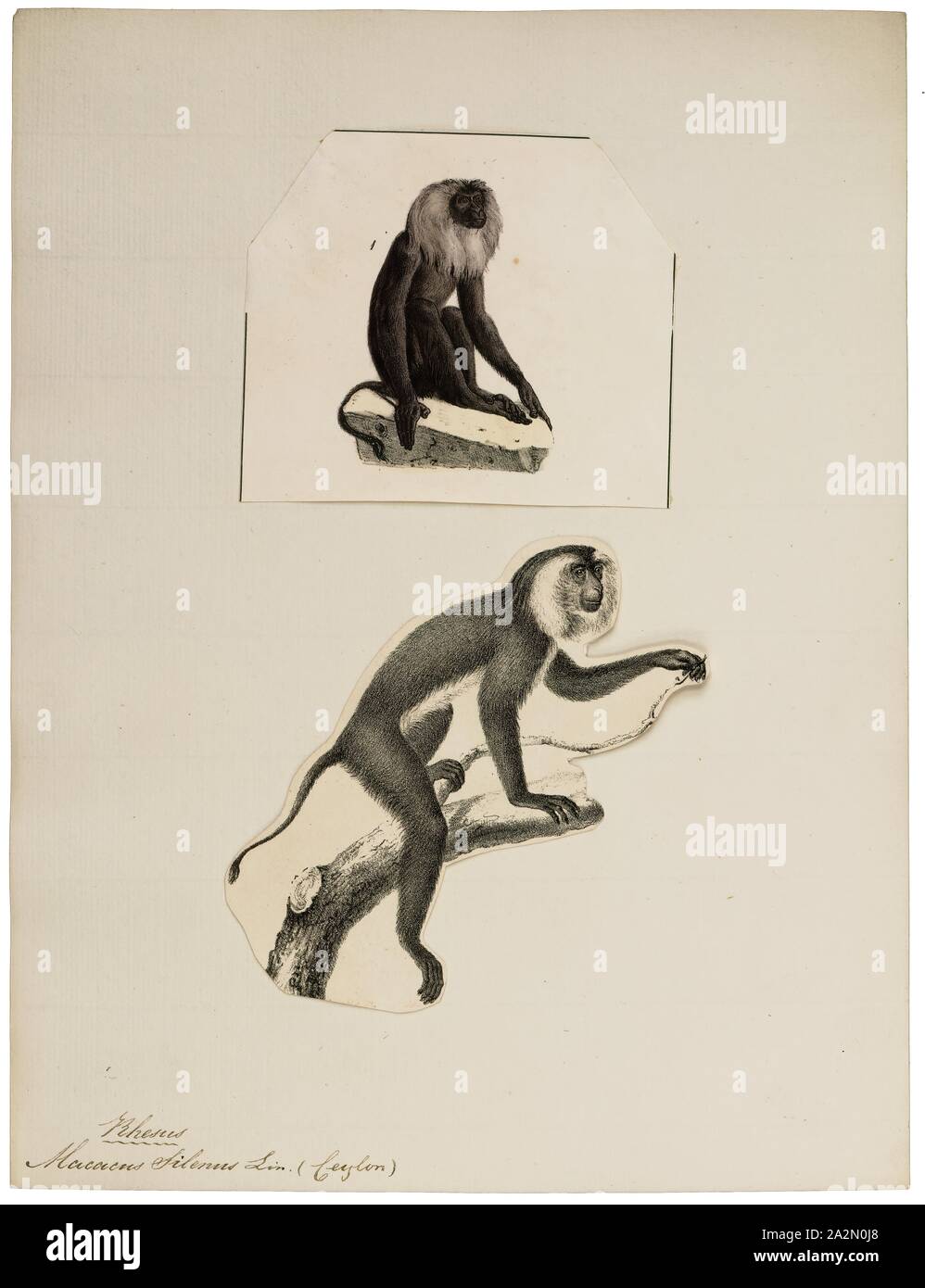 Silenus silenus hi-res stock photography and images - Alamy