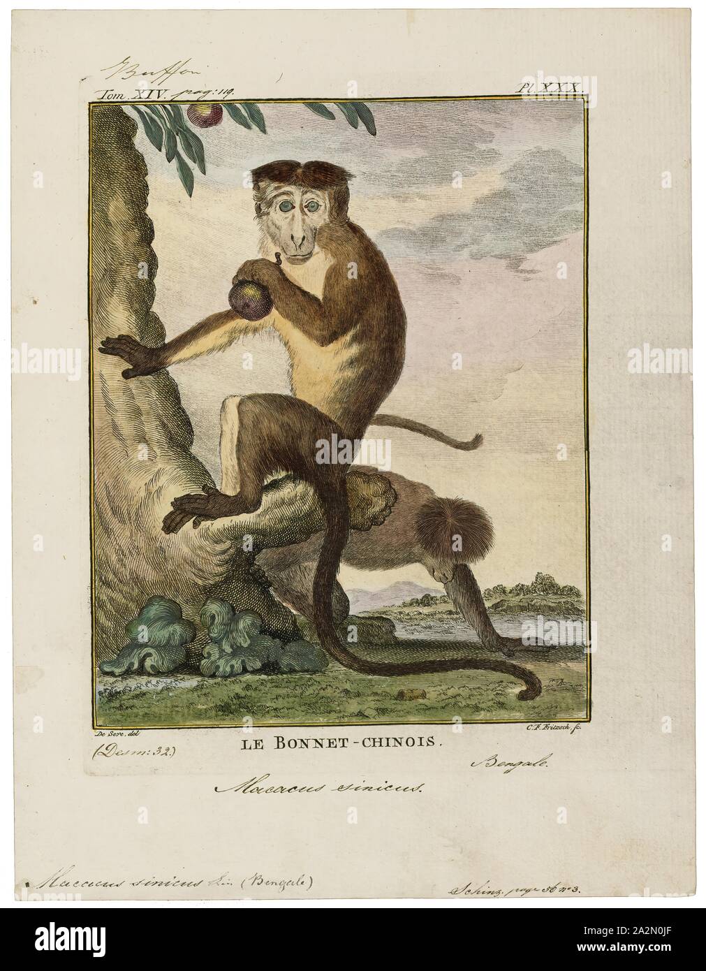 Macacus sinicus hi-res stock photography and images - Alamy