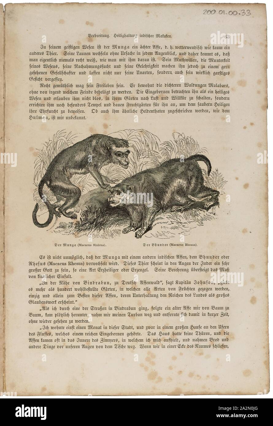 Macacus sinicus hi-res stock photography and images - Alamy