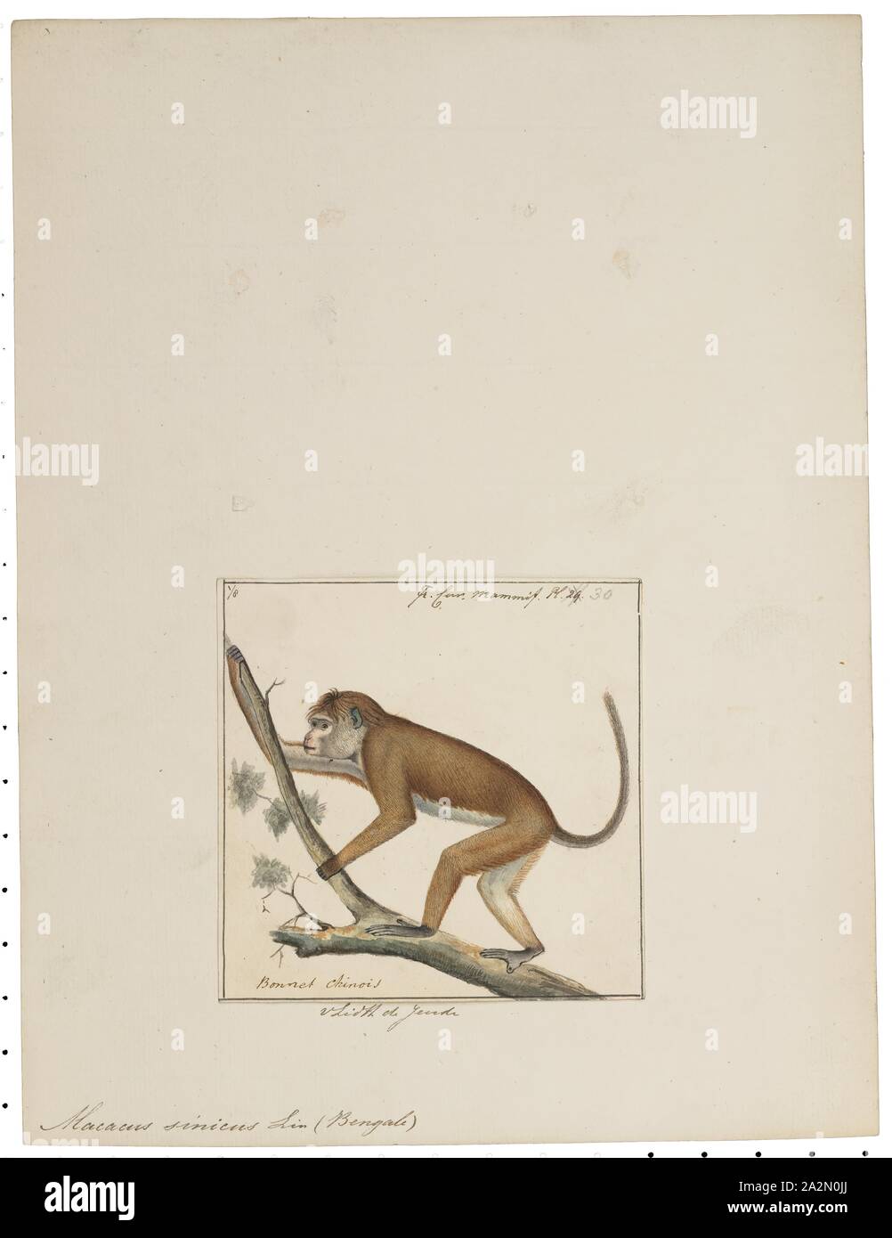 Sinicus hi-res stock photography and images - Alamy