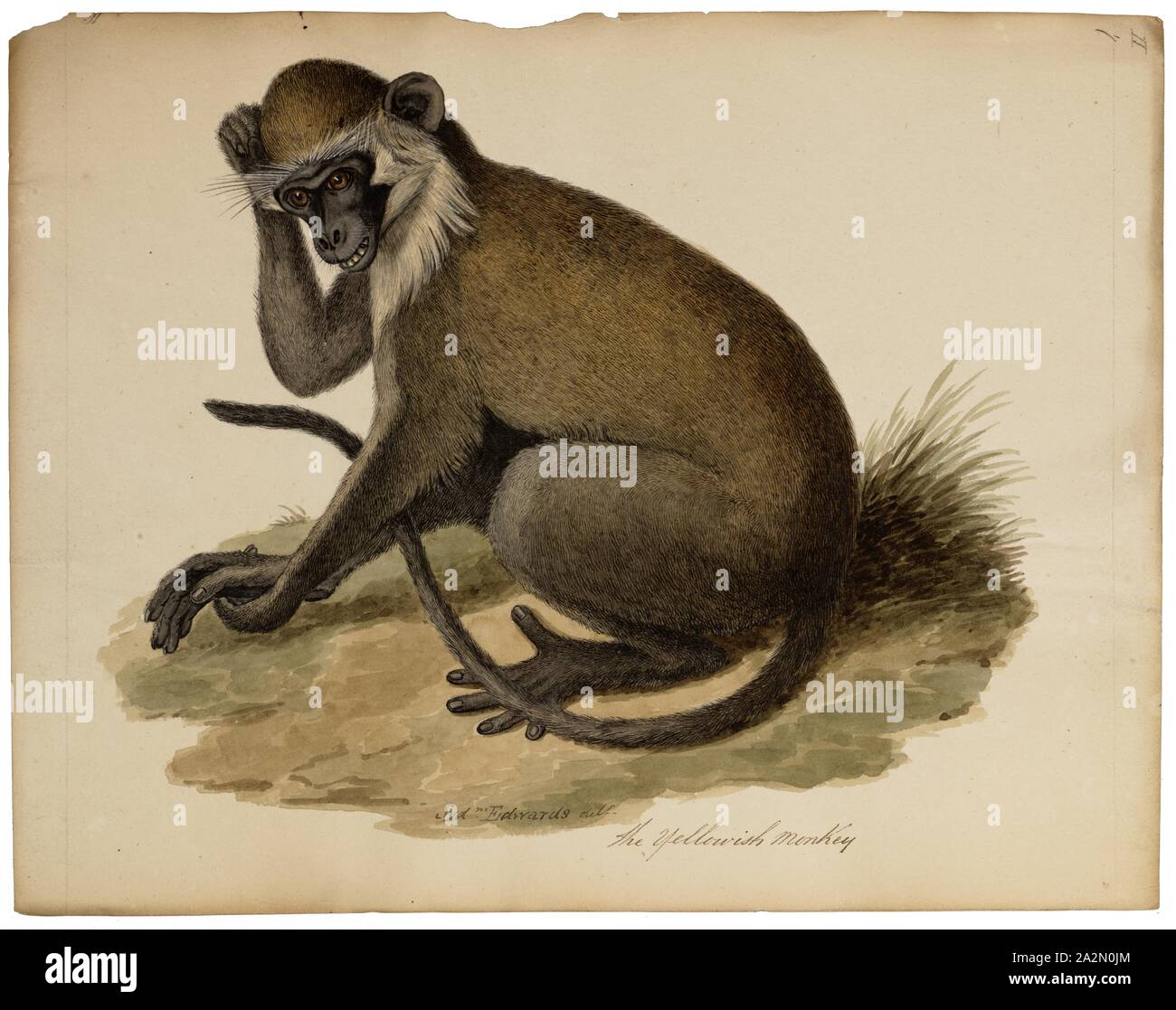 Macacus spec hi-res stock photography and images - Alamy