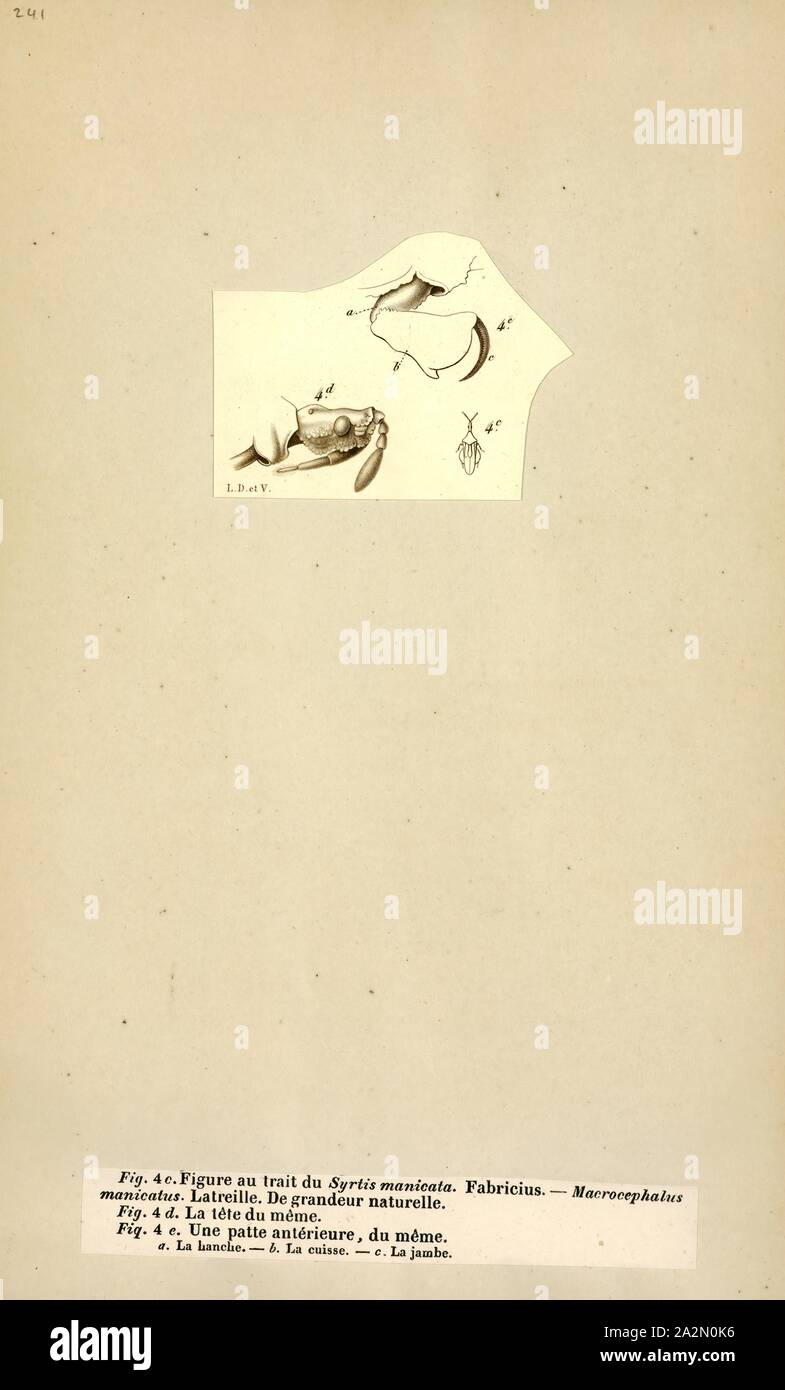 Macrocephalus, Print, Macrocephalus is a genus of ambush bugs in the ...