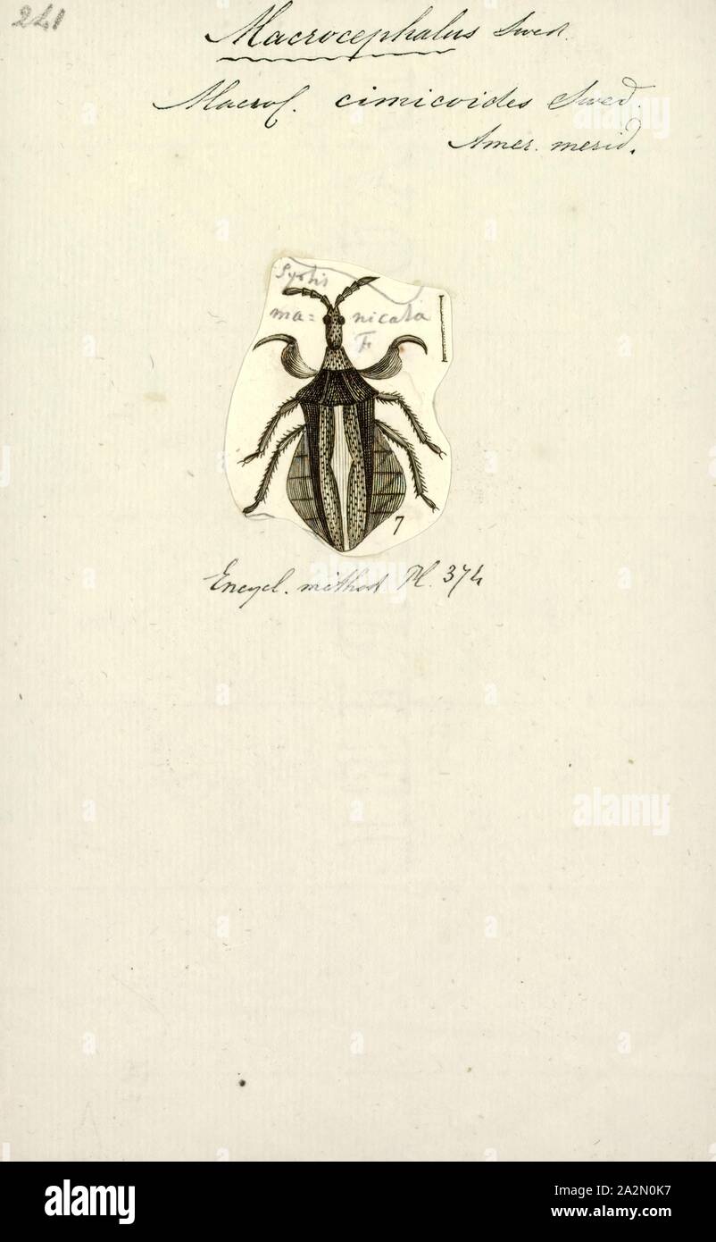 Reduviidae hi-res stock photography and images - Alamy