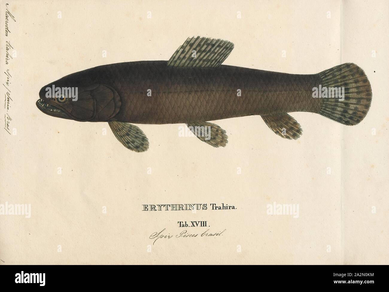 Macrodon trahira, Print, 1700-1880 Stock Photo - Alamy