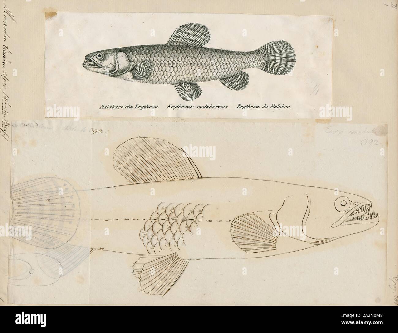 Macrodon trahira hi-res stock photography and images - Alamy