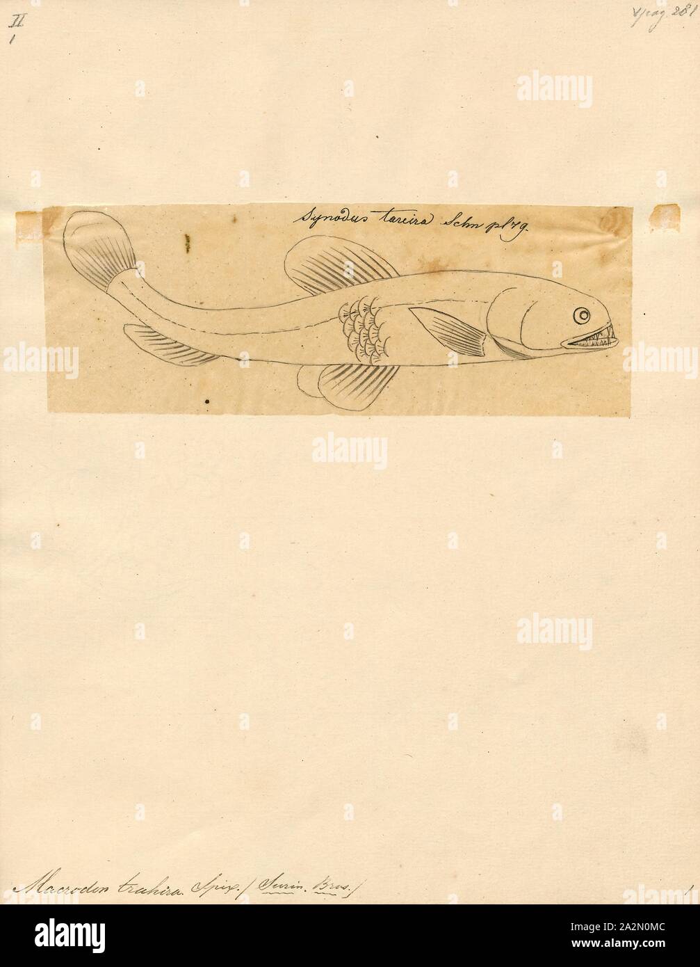 Macrodon trahira hi-res stock photography and images - Alamy