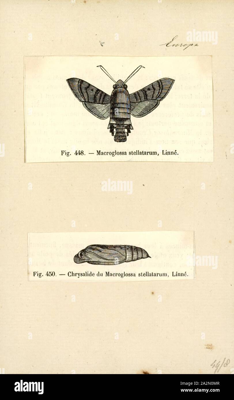 Macroglossa, Print, Macroglossum is a genus of moths in the family ...