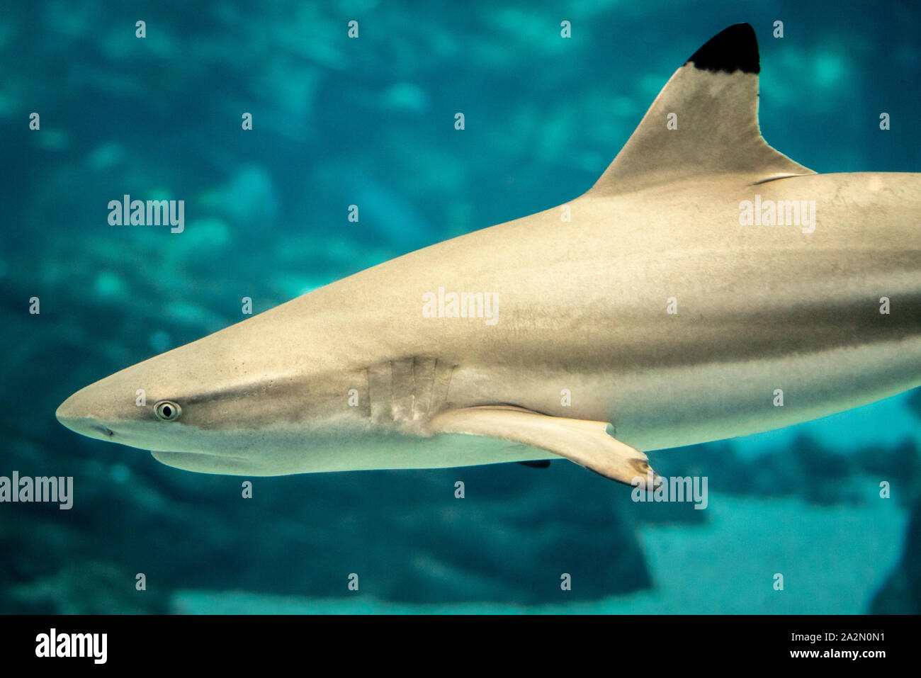 Blacktip reef shark (Carcharhinus melanopterus) at the Georgia Aquarium ...
