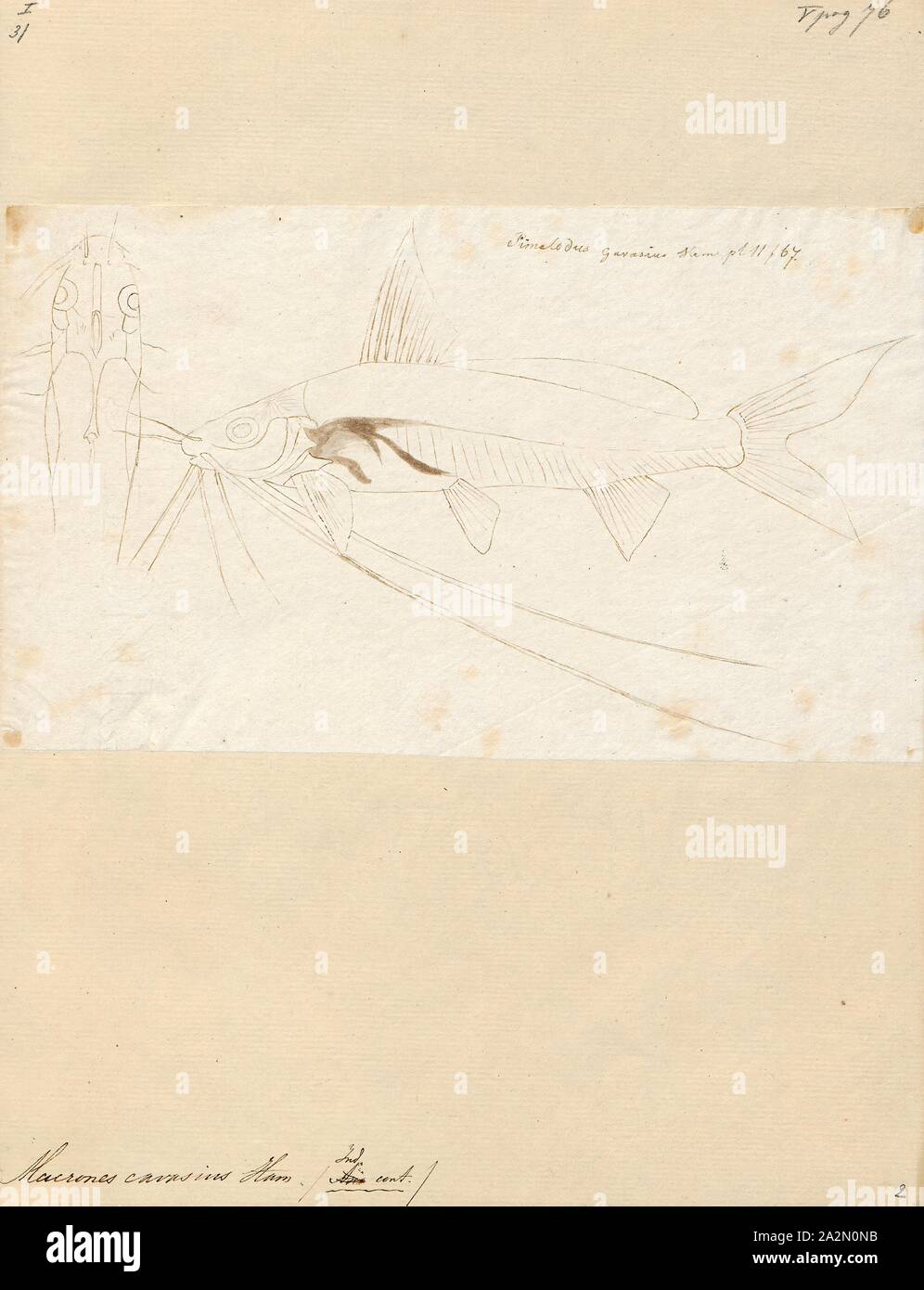 Macrones hi-res stock photography and images - Alamy