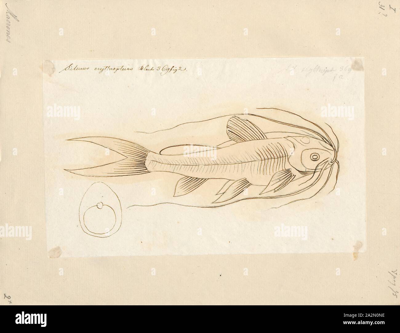 Macrones hi-res stock photography and images - Alamy