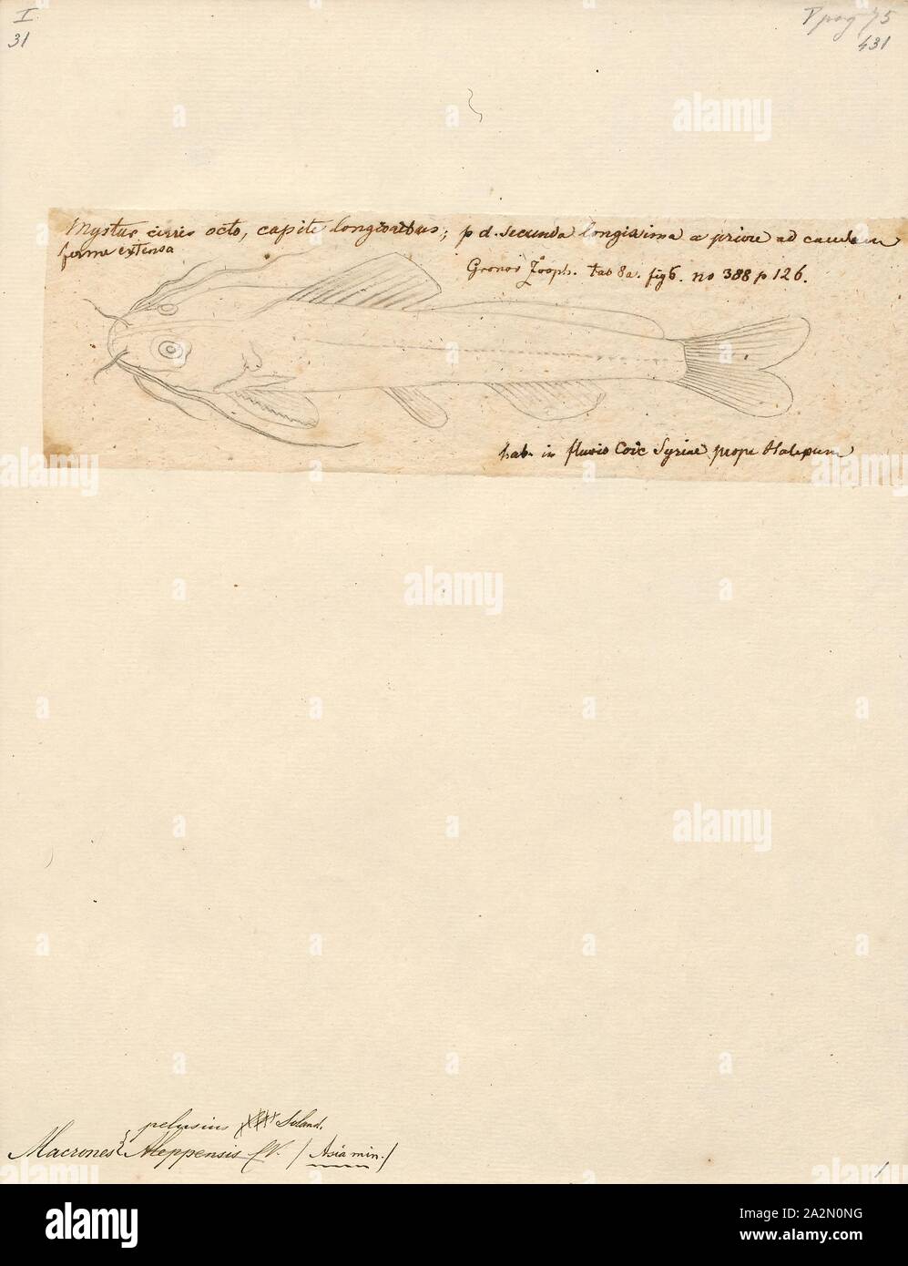 Macrones hi-res stock photography and images - Alamy