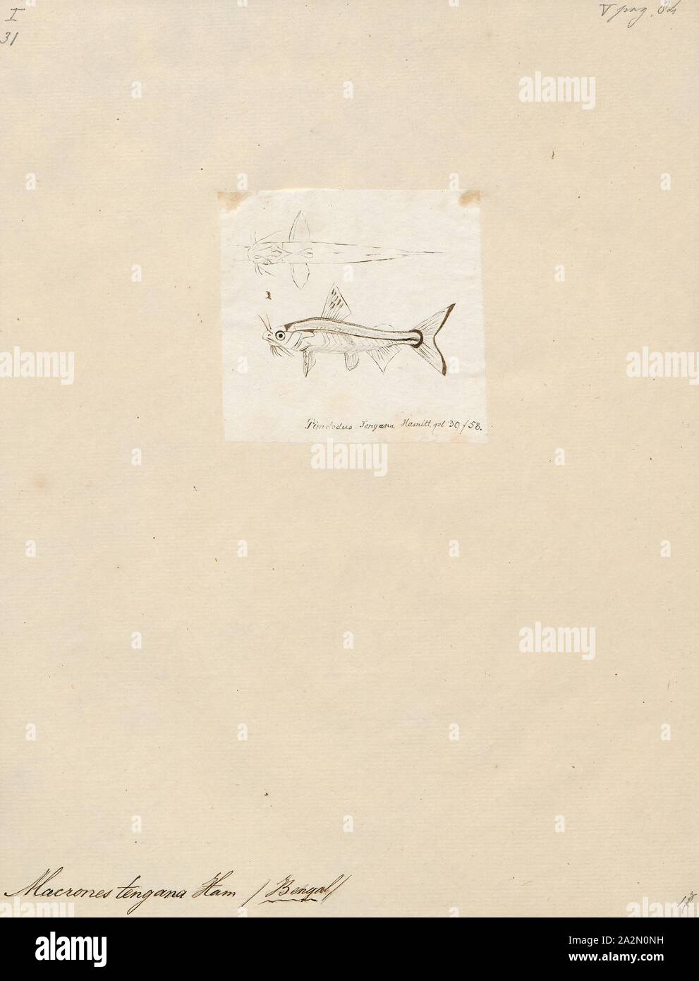 Macrones hi-res stock photography and images - Alamy