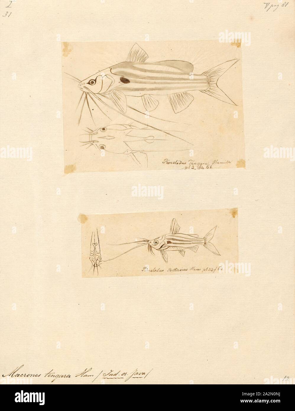 Macrones hi-res stock photography and images - Alamy