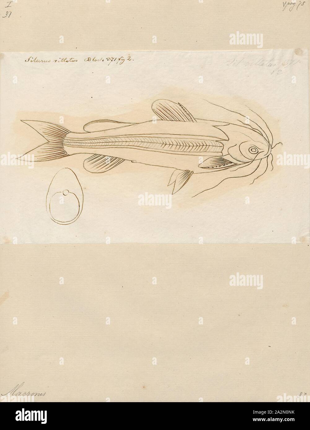 Vittatus hi-res stock photography and images - Alamy