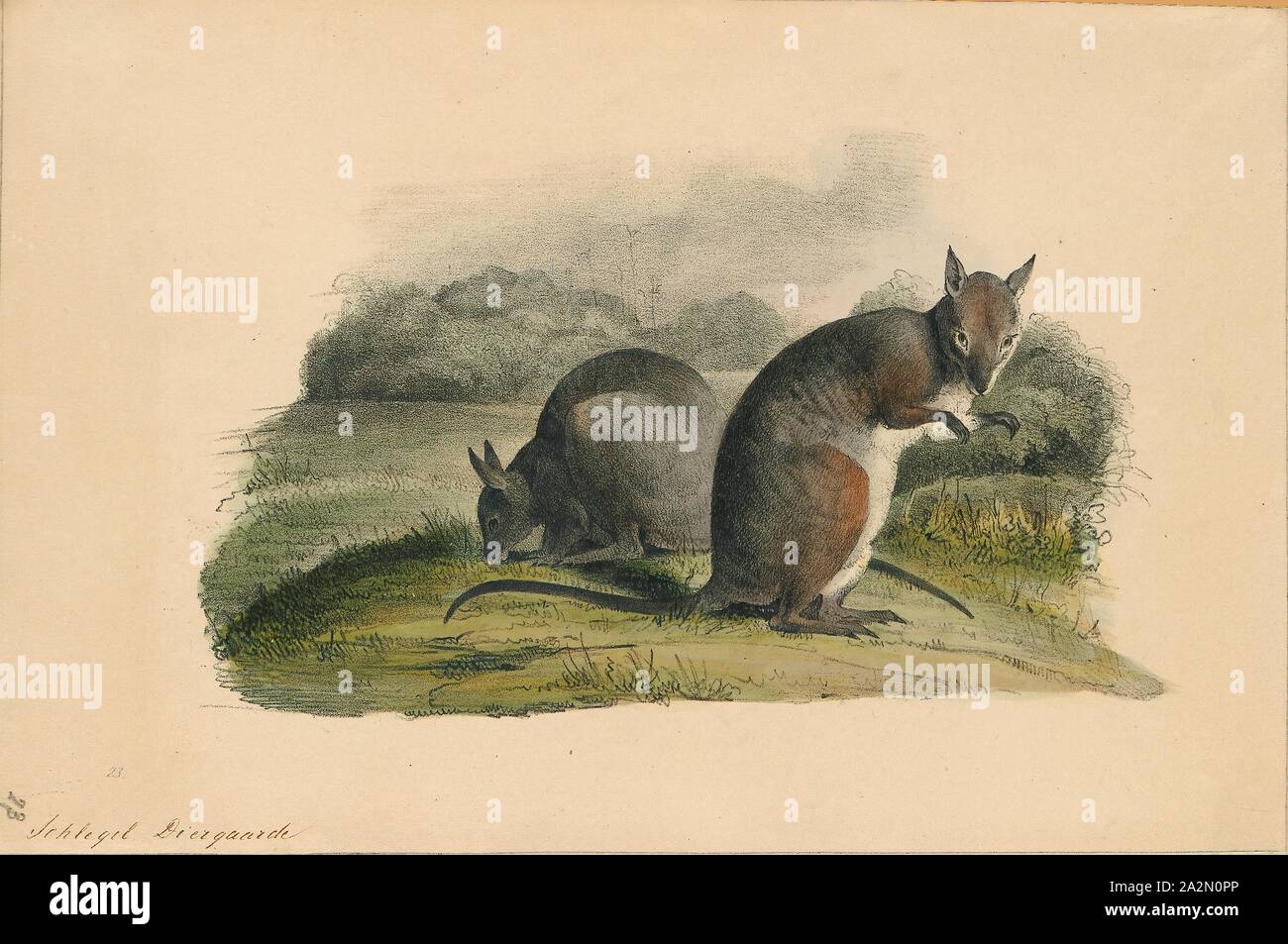 Derbyanus hi-res stock photography and images - Alamy