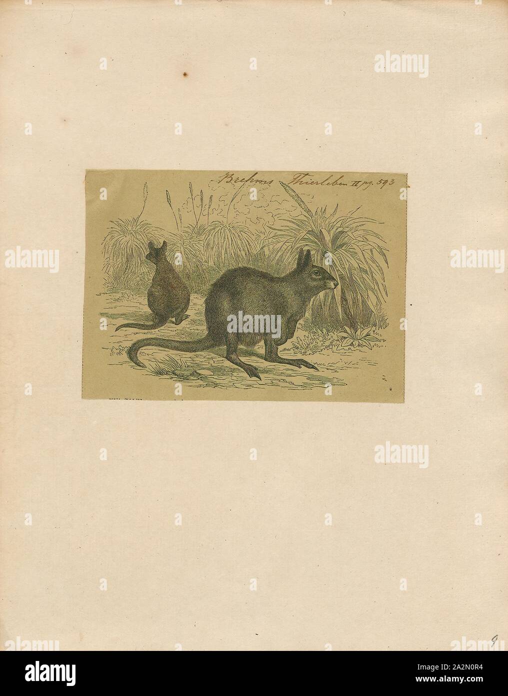 Macropus leporoides, Print, Macropus is a marsupial genus in the family ...