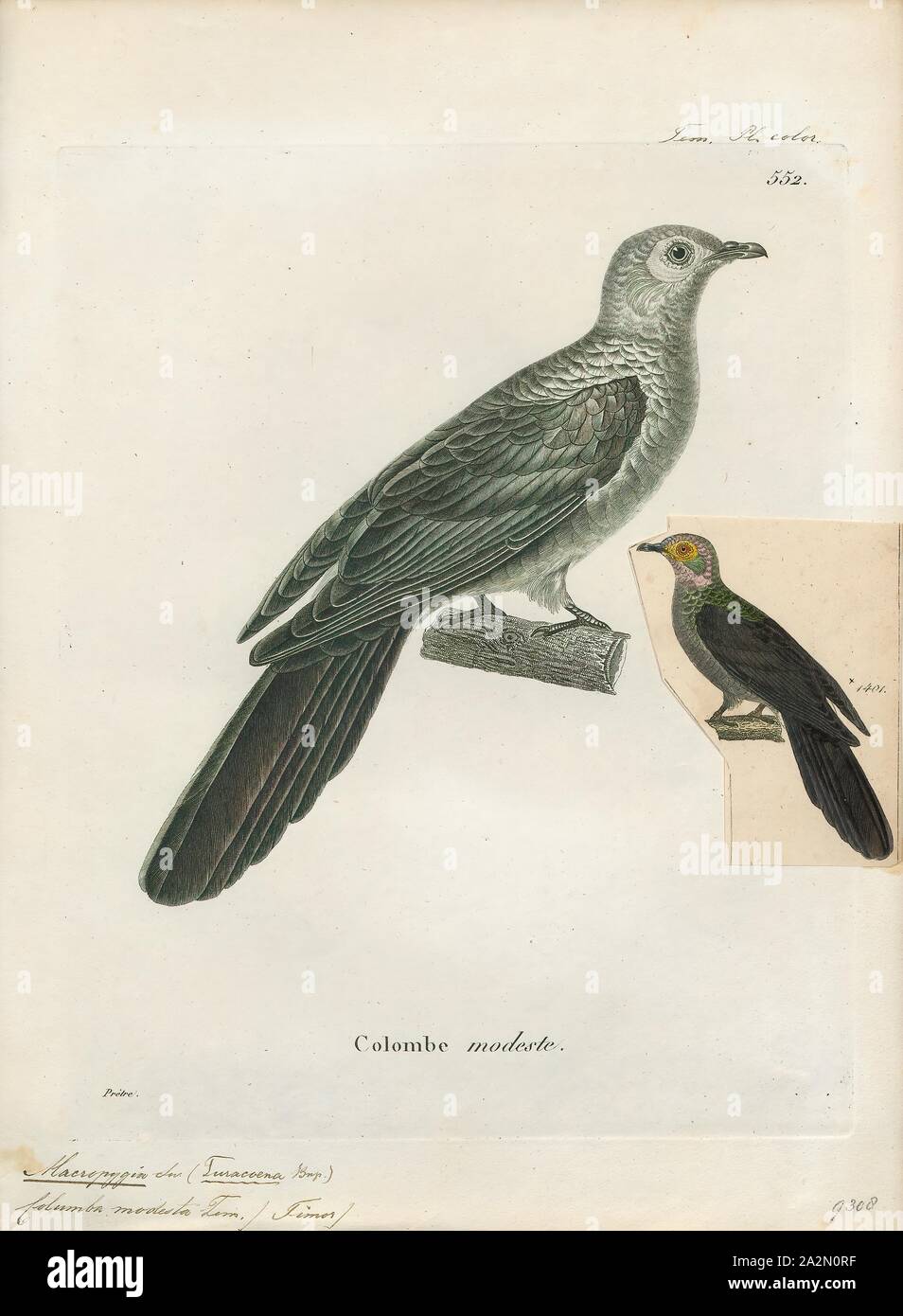 Macropygia modesta, Print, Macropygia is a genus of bird in the pigeon ...