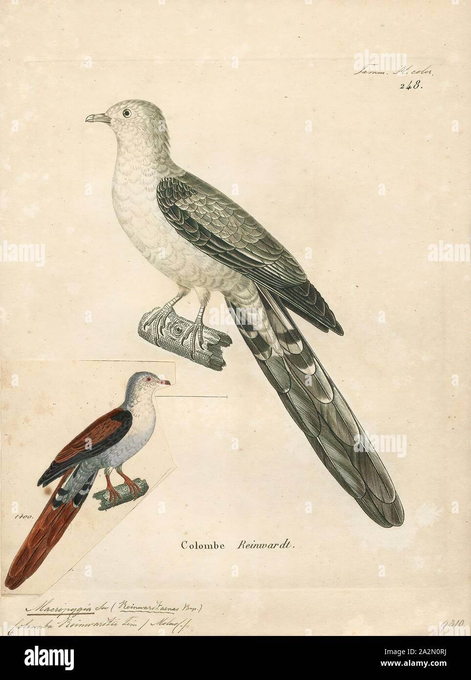 Macropygia reinwardtii hi-res stock photography and images - Alamy