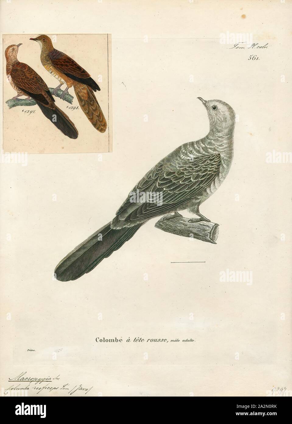 Species of least concern by the international union for conservation hi ...