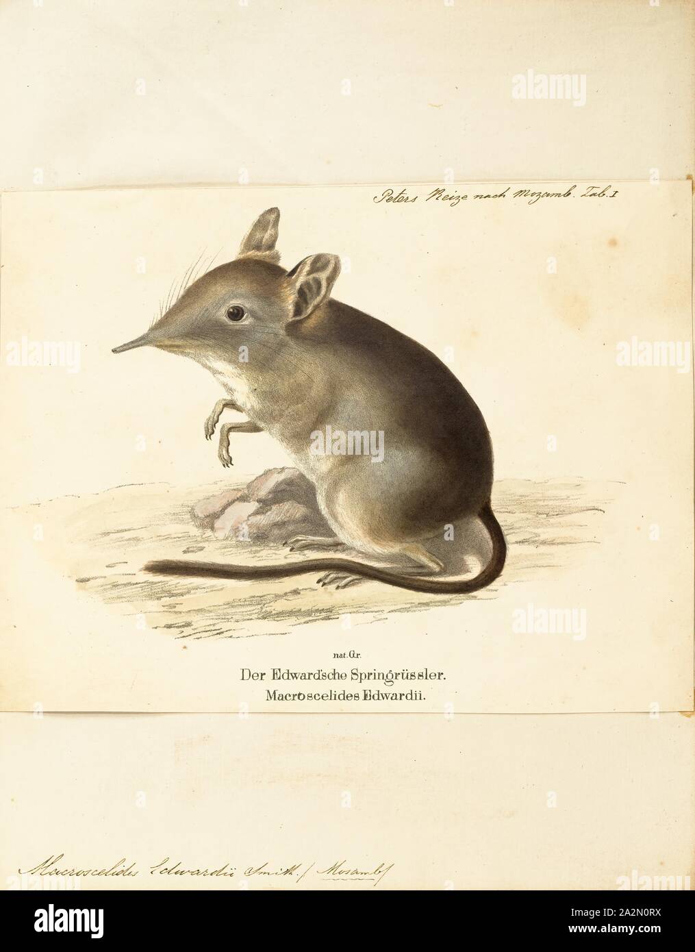 Round eared hi-res stock photography and images - Alamy