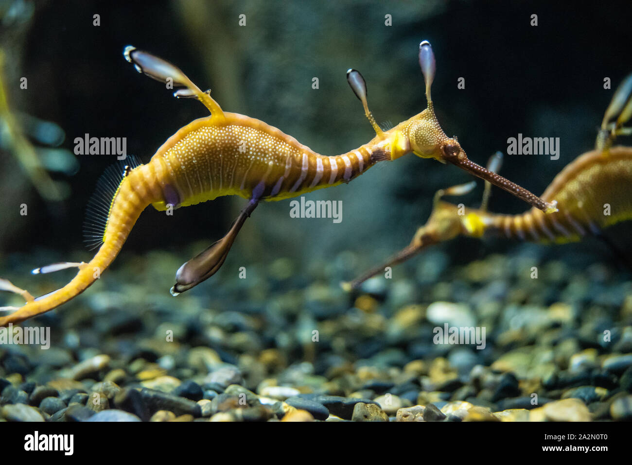 Weedy seadragon hi-res stock photography and images - Alamy