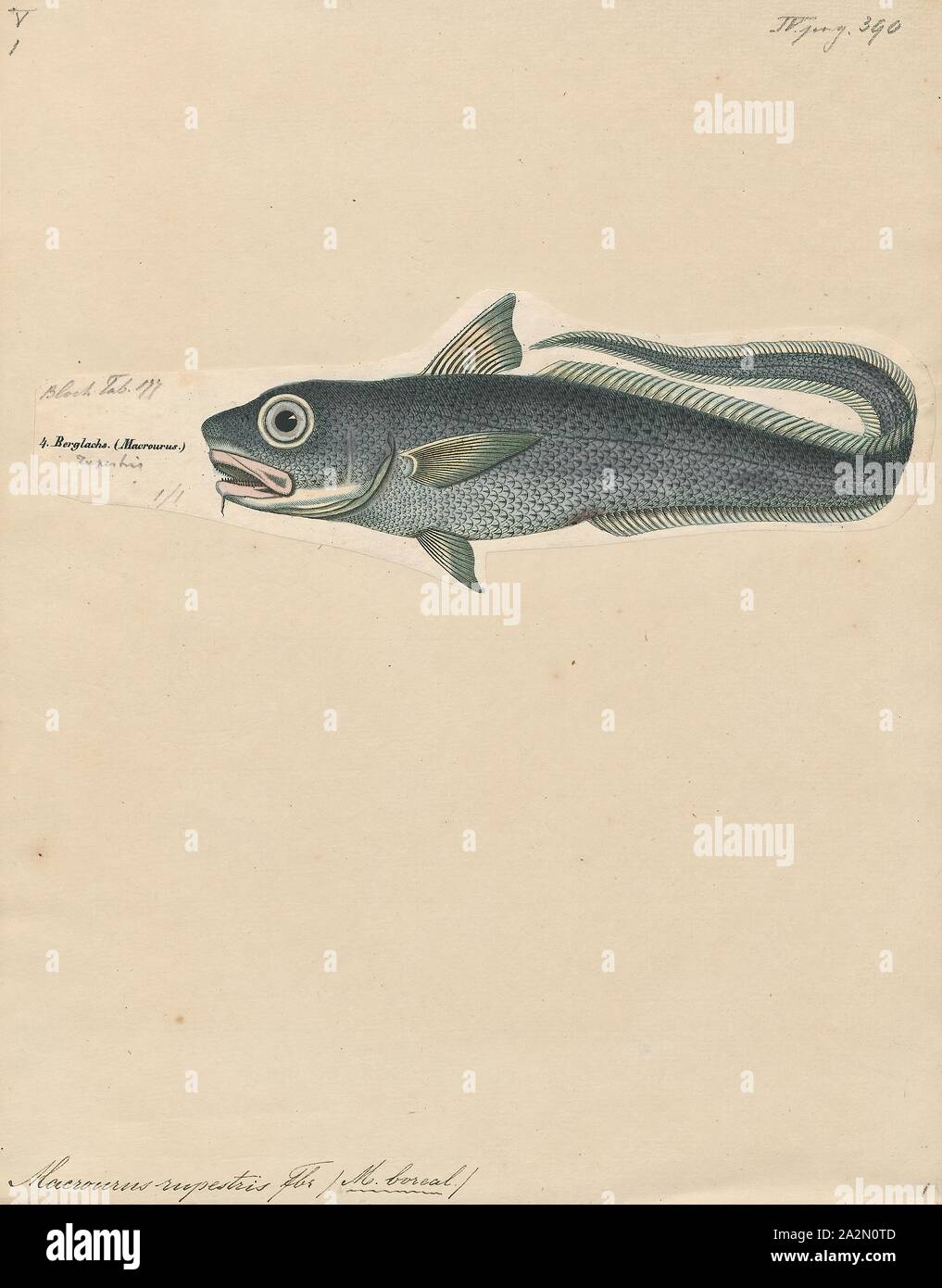 Macrurus rupestris hi-res stock photography and images - Alamy