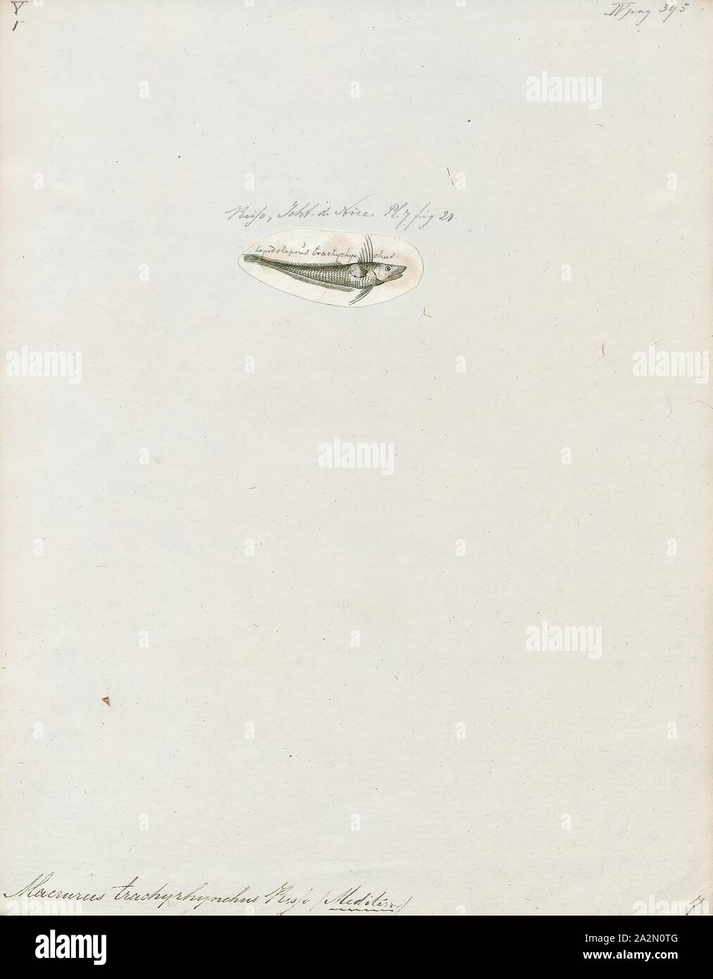 Macrurus trachyrhynchus, Print, 1810 Stock Photo - Alamy