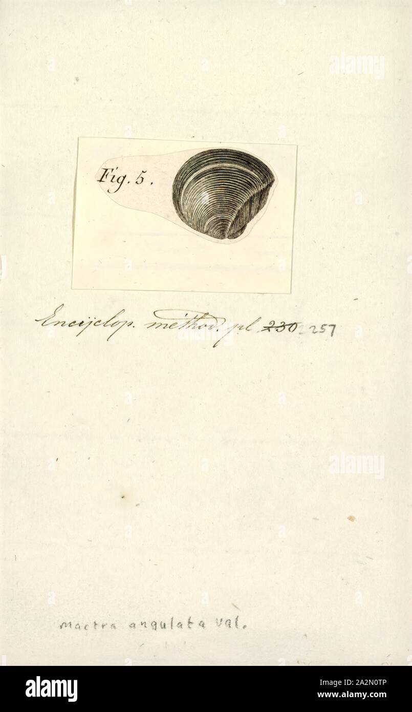 Mactra angulata hi-res stock photography and images - Alamy