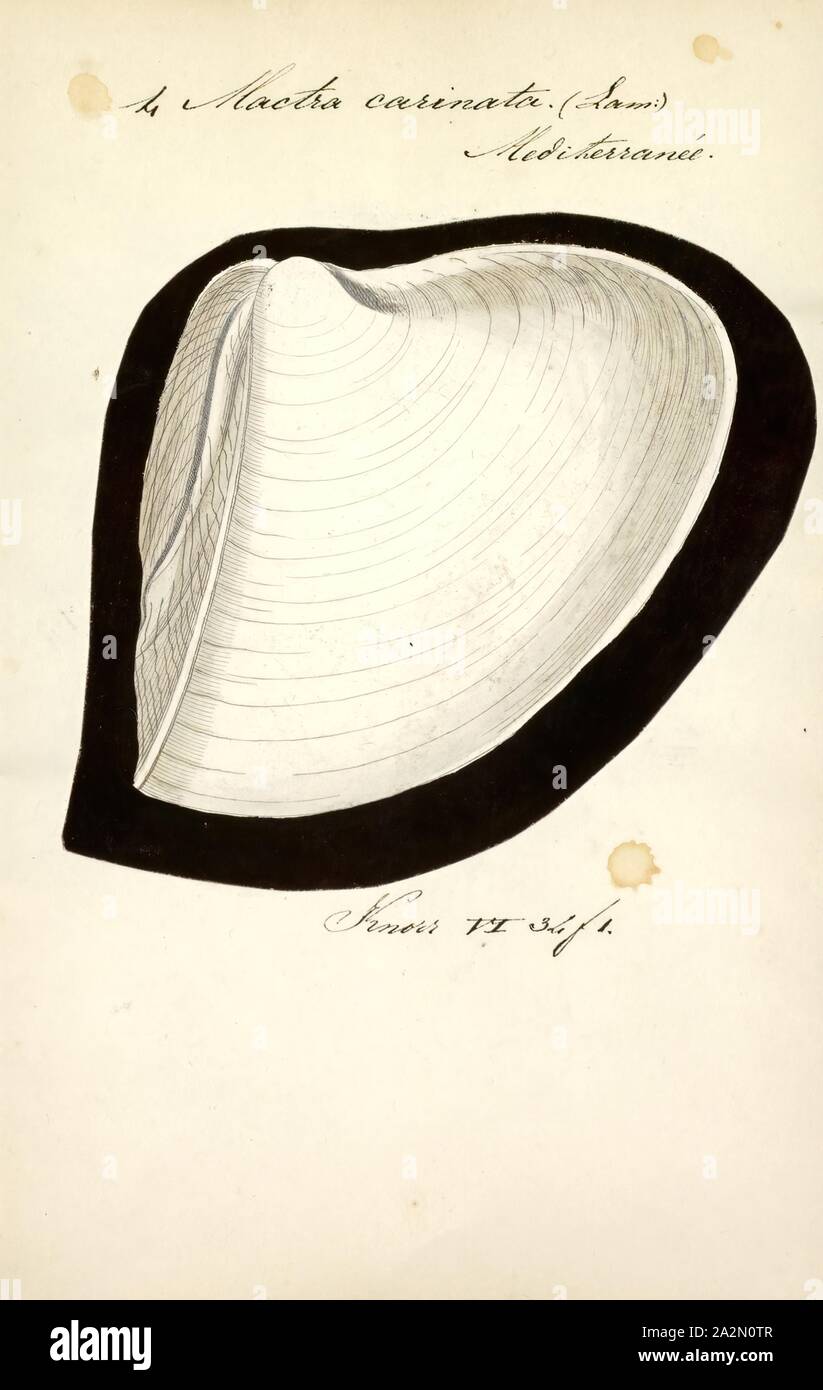 Mactra carinata, Print, Mactra is a genus of medium-sized marine ...