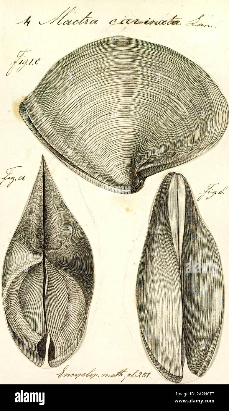 Mactra carinata hi-res stock photography and images - Alamy