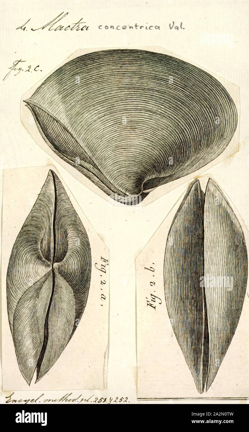 Mactra concentrica hi-res stock photography and images - Alamy