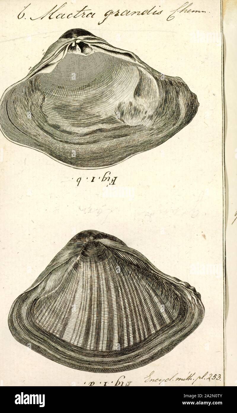 Mactra grandis hi-res stock photography and images - Alamy