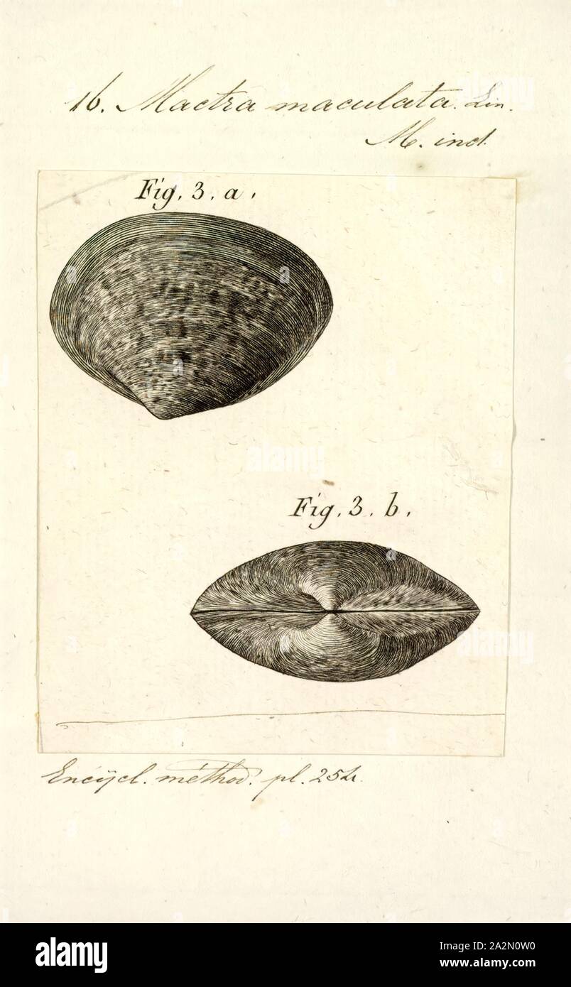 Trough shells hi-res stock photography and images - Alamy