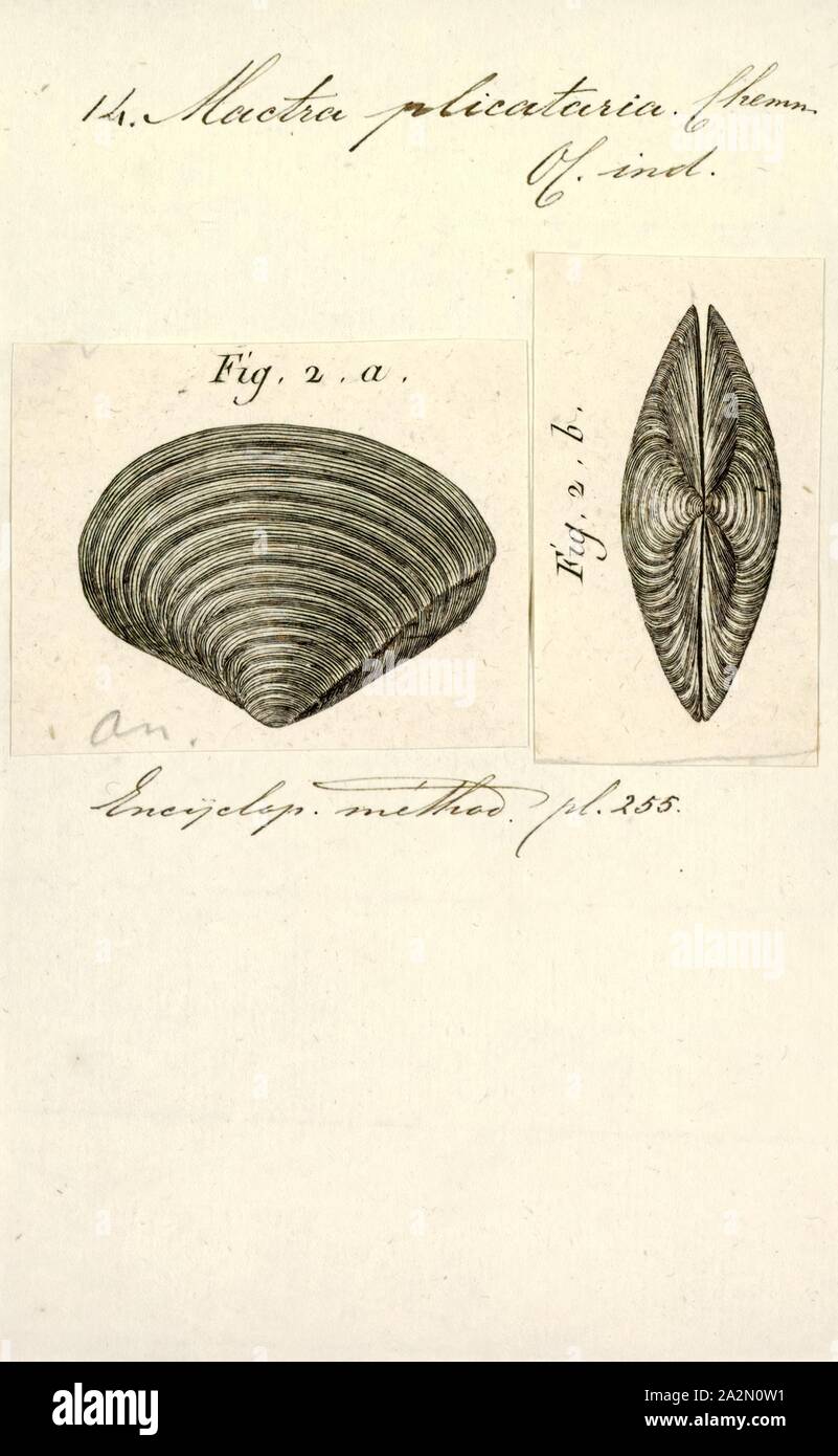 Mactra plicataria, Print, Mactra is a genus of medium-sized marine ...
