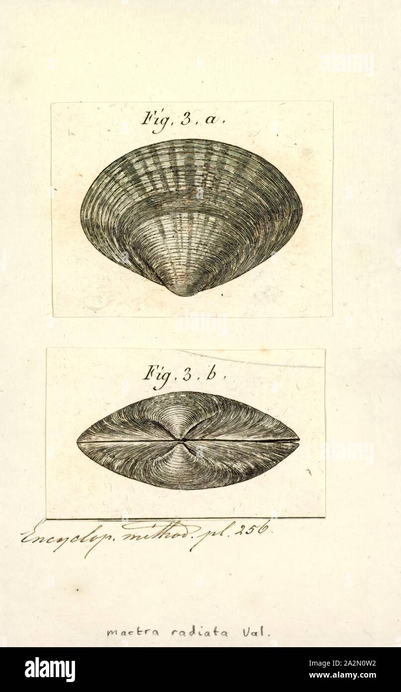 Mactra radiata hi-res stock photography and images - Alamy