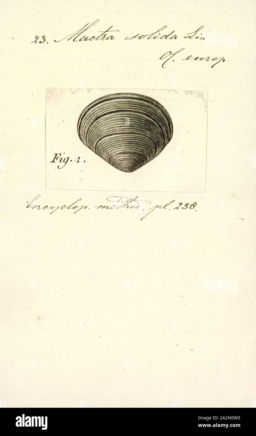 Mactra solida, Print, Mactra is a genus of medium-sized marine bivalve ...