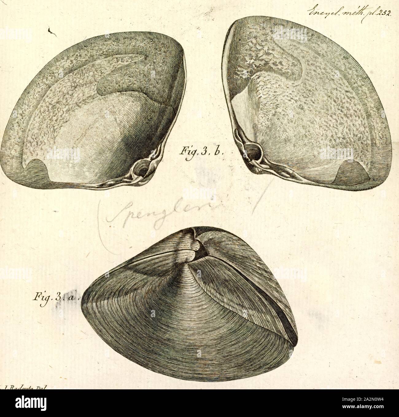 Spengleri hi-res stock photography and images - Alamy