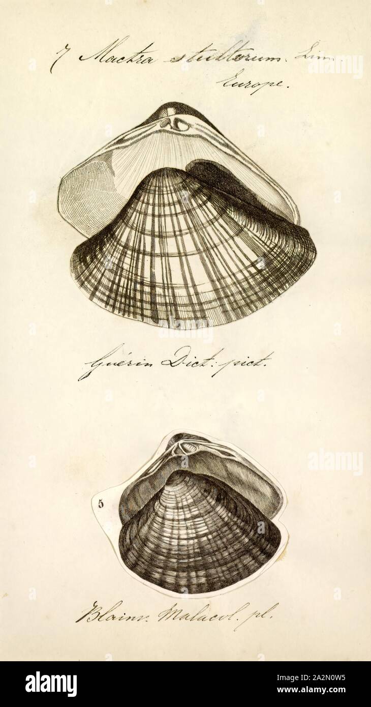 Mactra clam hi-res stock photography and images - Alamy