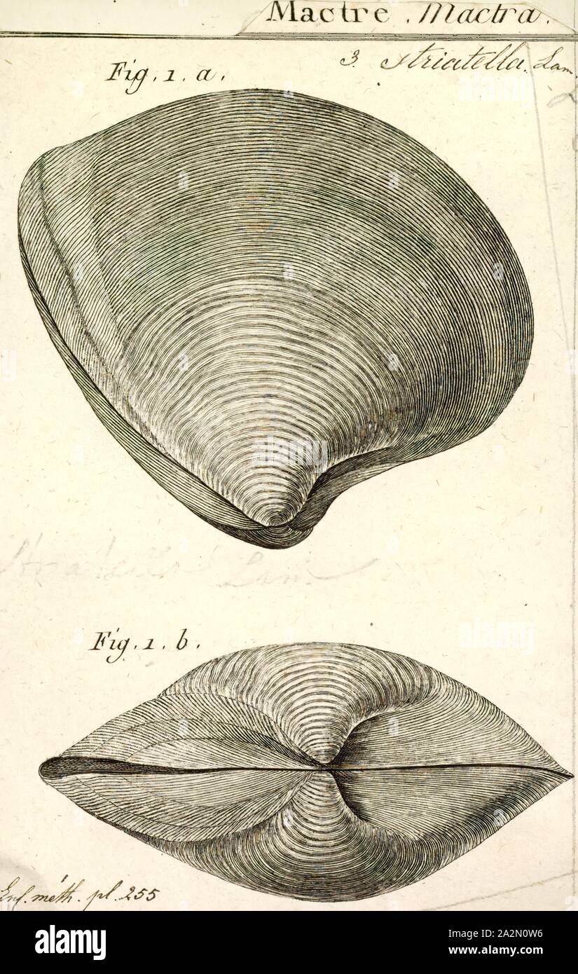 Family mactridae hi-res stock photography and images - Alamy