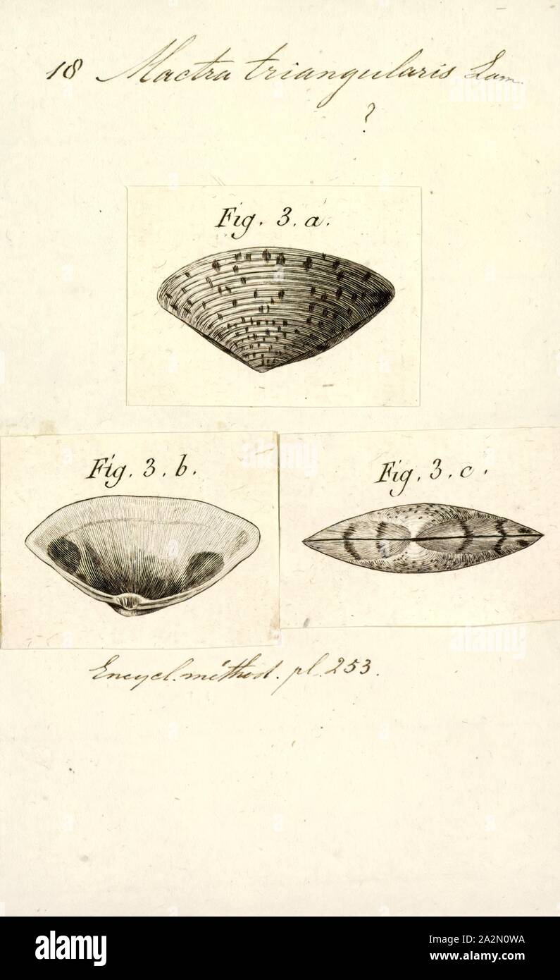 Mactra triangularis hi-res stock photography and images - Alamy