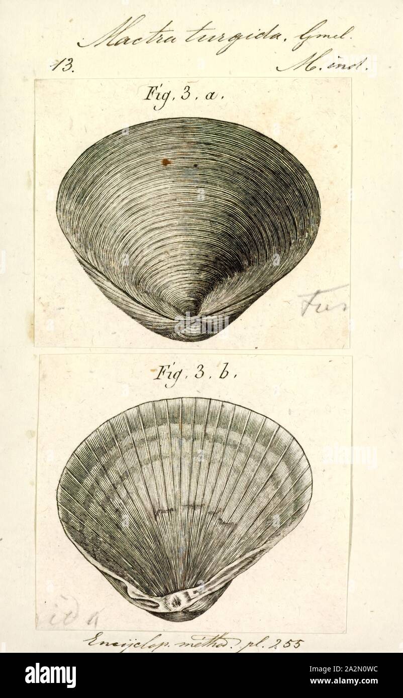 Mactra turgida, Print, Mactra is a genus of medium-sized marine bivalve ...