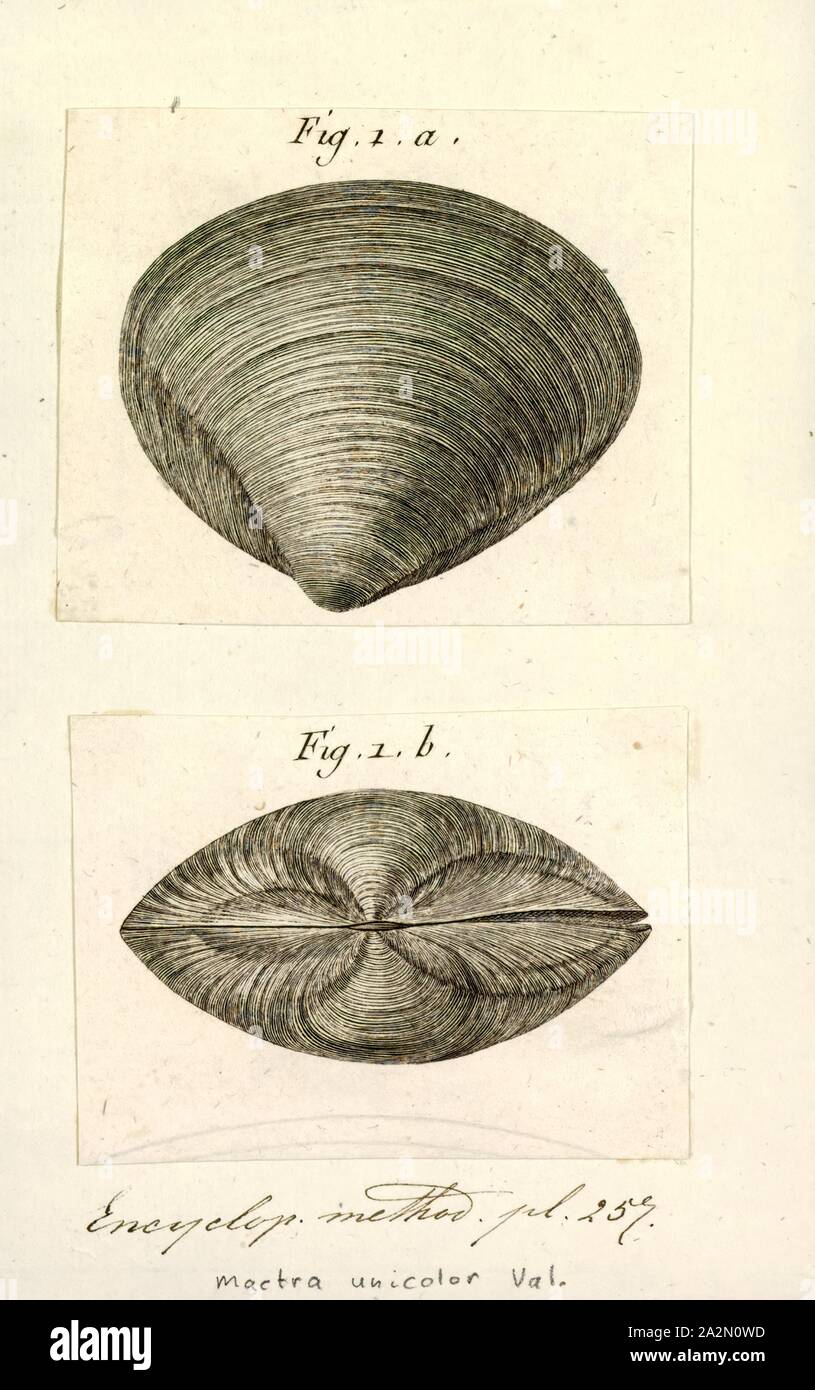 Mactra unicolor hi-res stock photography and images - Alamy